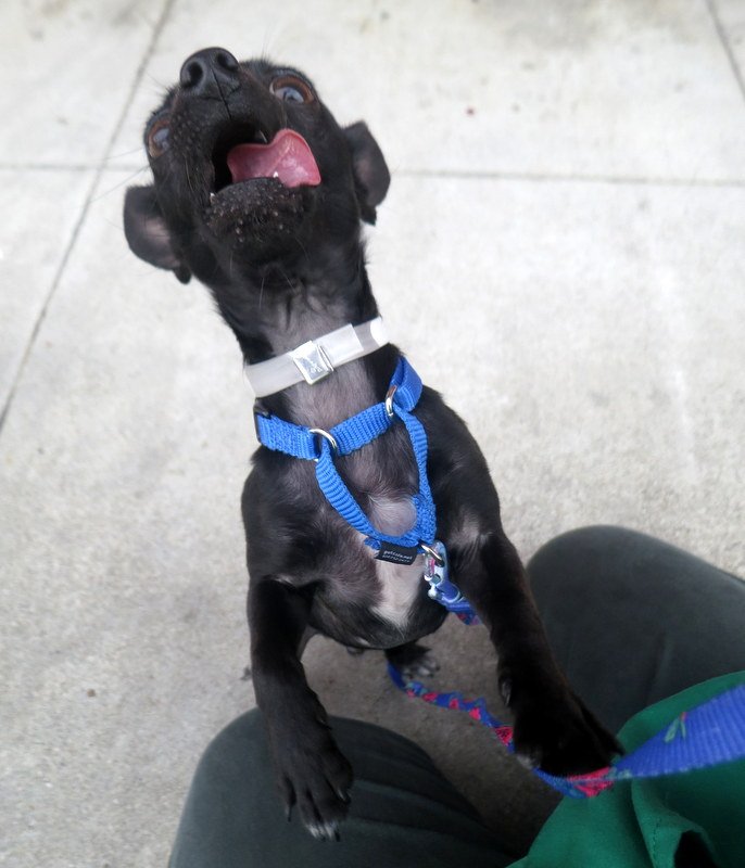 Fotos de perro loco se vuelven virales y logra ser adoptado