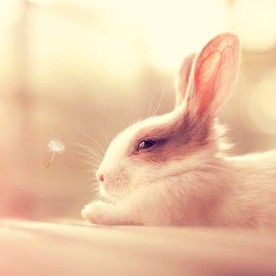 Fotógrafo hace encantadora sesión a su coneja recién nacida