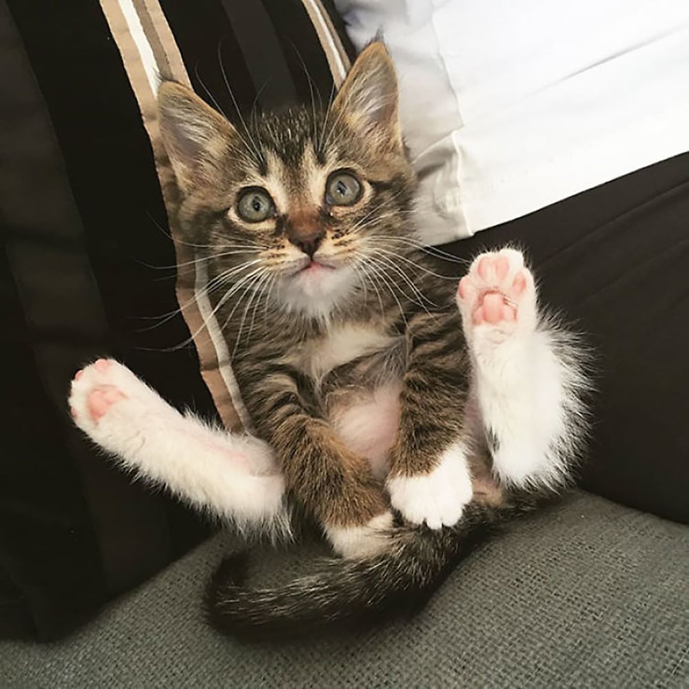 Mira a los 20 gatitos más tiernos que viven sobre la tierra