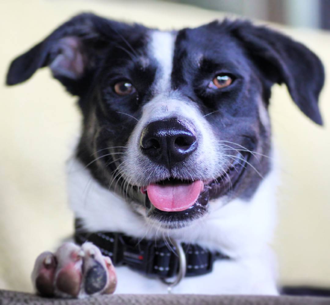 Fotografías De Los 25 Perros Más Felices De Todo El Planeta