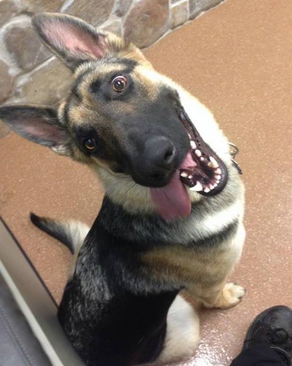 Fotografías de los 25 perros más felices de todo el planeta