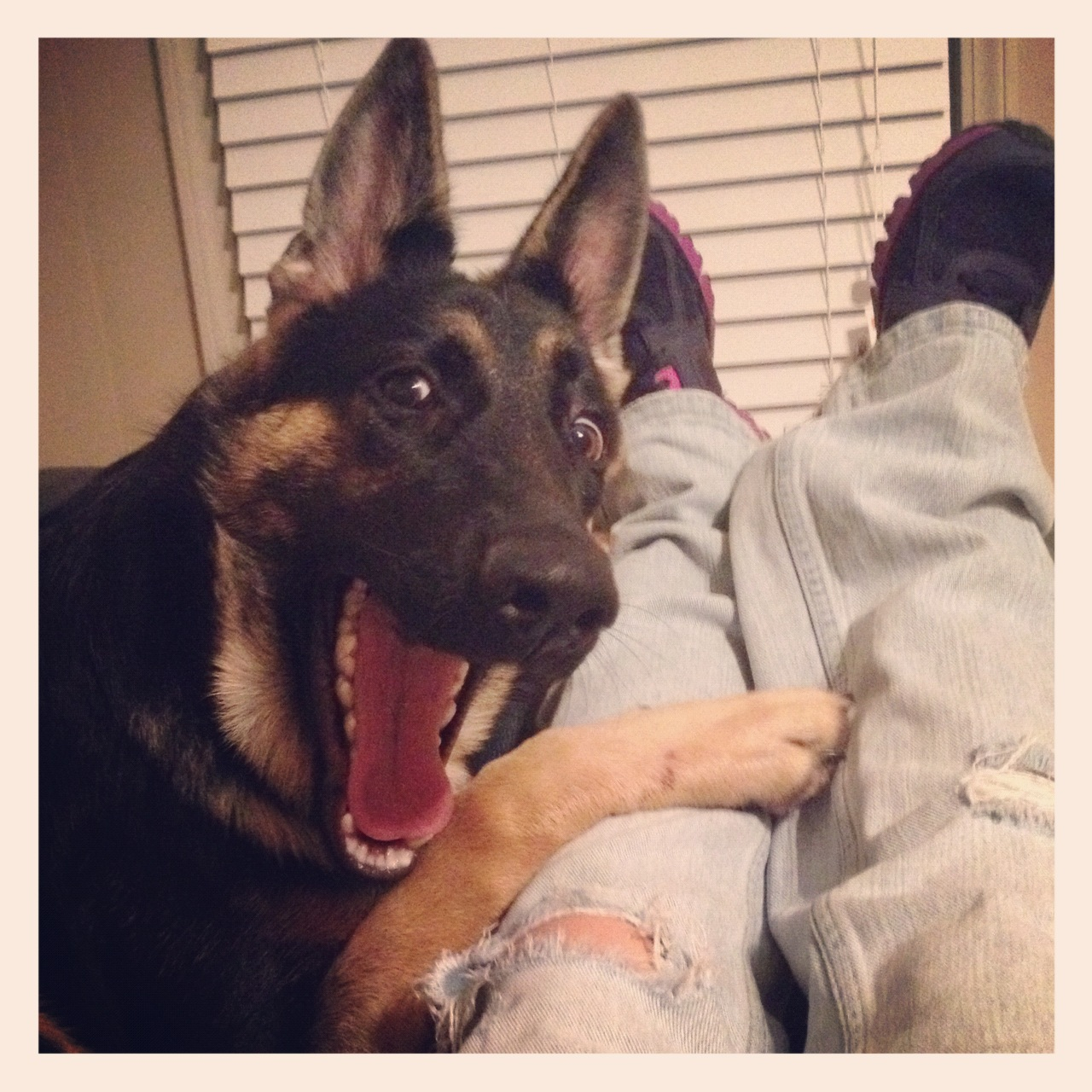 Fotografías de los 25 perros más felices de todo el planeta