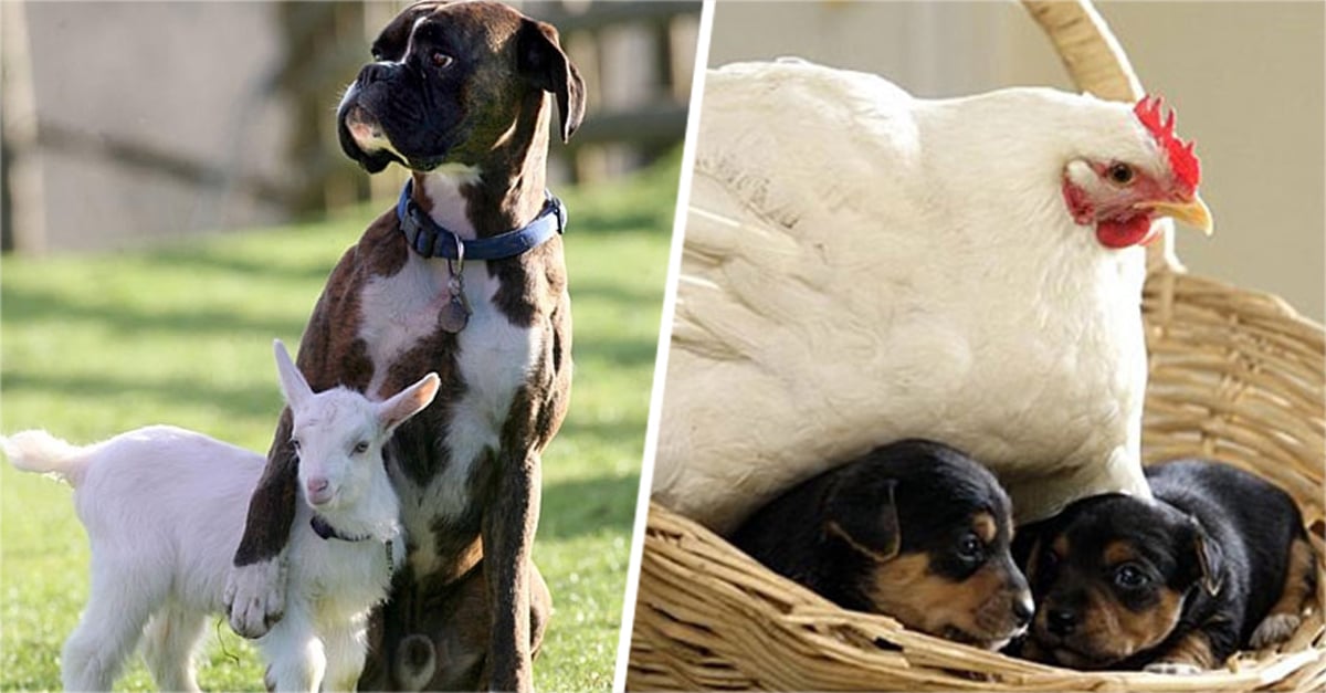 Animales que desafían la naturaleza con sus bebés adoptados