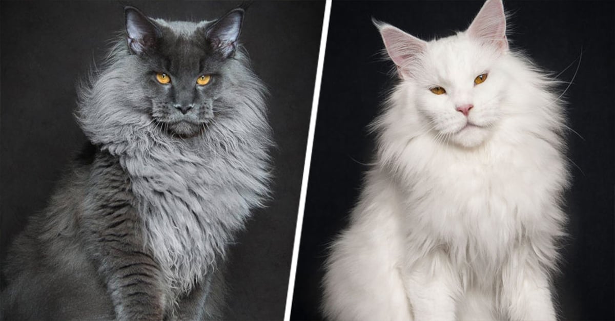 Los Maine Coon, los gatos más majestuosos que verás este día