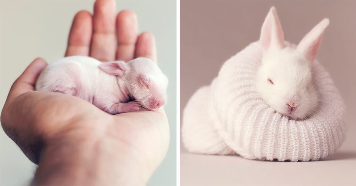Fotógrafo hace encantadora sesión a su coneja recién nacida