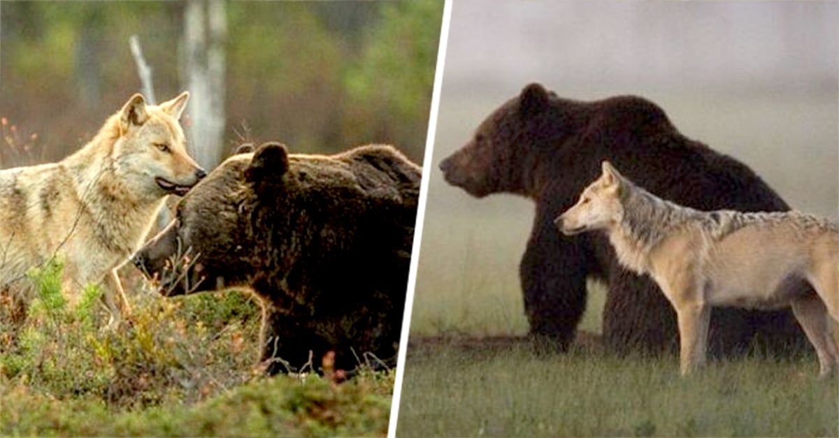 Conoce la encantadora historia de amor de un oso y una loba