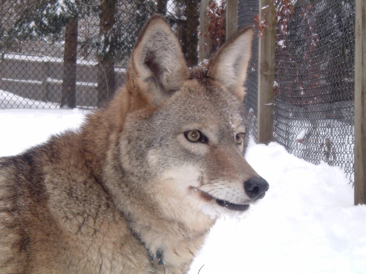 Animales híbridos que no creerás reales, pero sí lo son