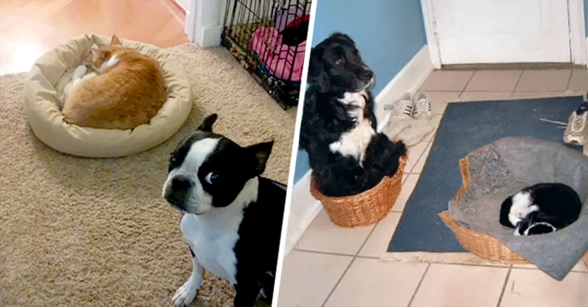 17 Gatos que les robaron las camas a sus hermanos perrunos