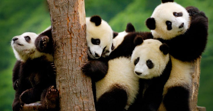 ¡Encuentra al perrito oculto entre los pandas! ¡Gánale a tu cerebro!