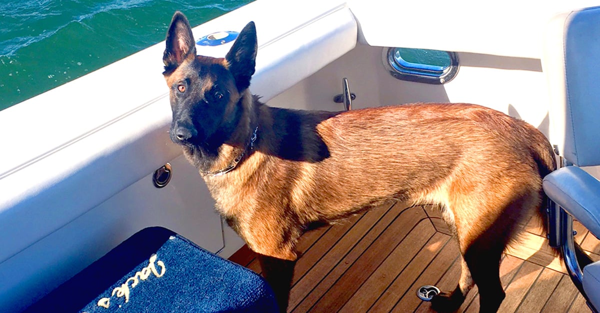 Perro de 10 meses nadó 10 km para reencontrarse con dueños