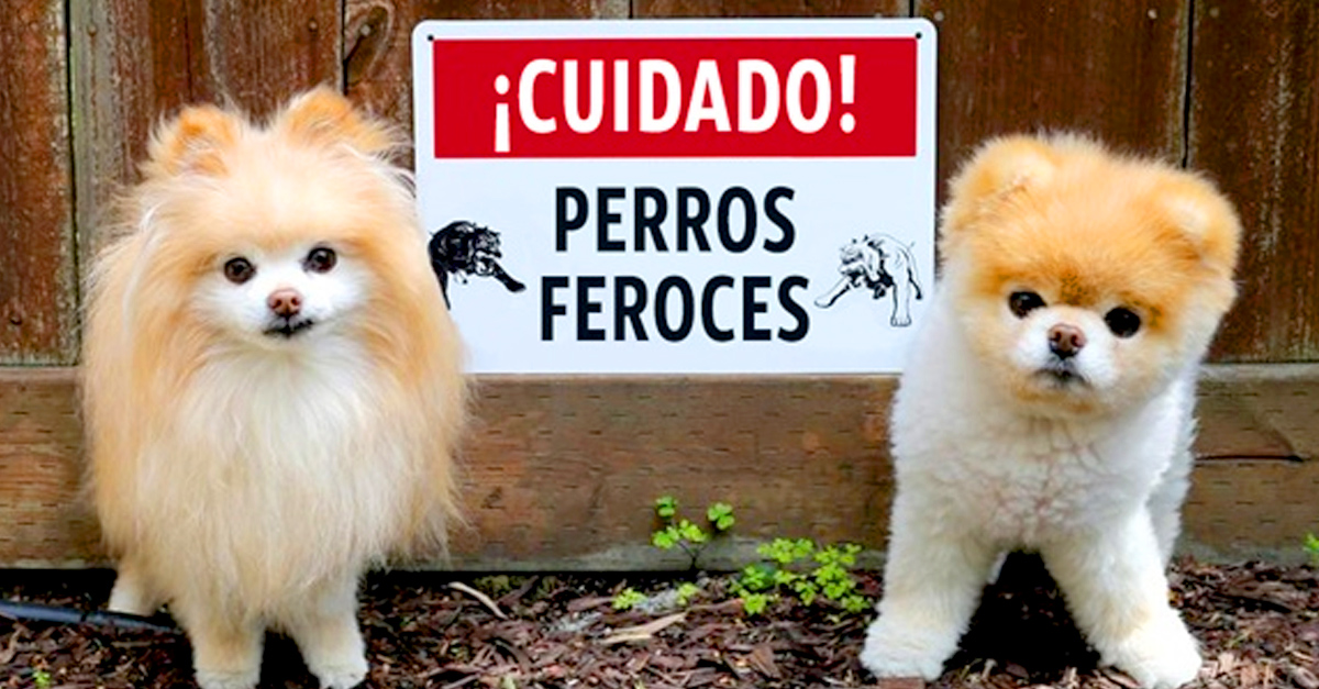 Perros guardianes feroces a los que más vale no acercarse