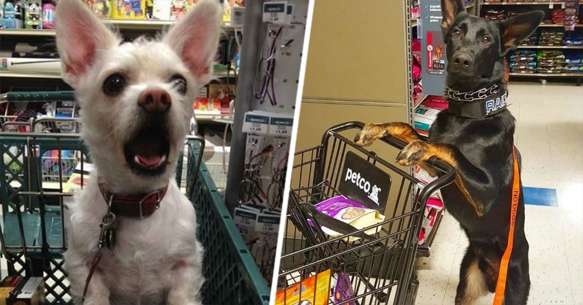 21 Fotografías aplastantes de perritos cachetones y tiernos