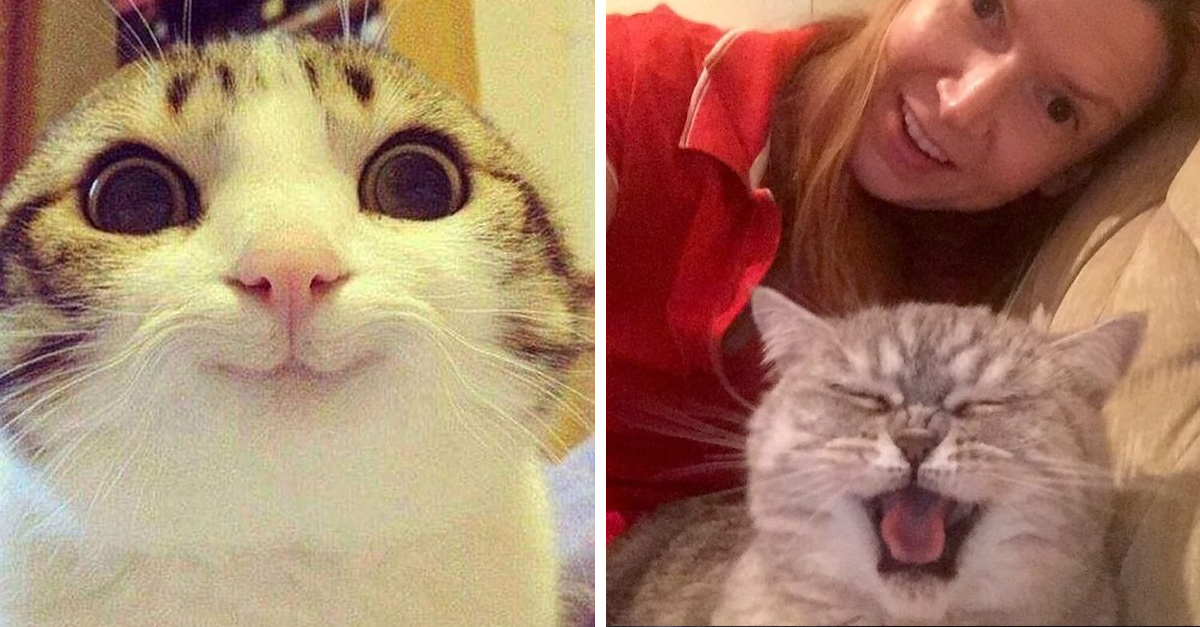 25 Gatitos dispuestos a darte una sonrisa y alegrar tu día