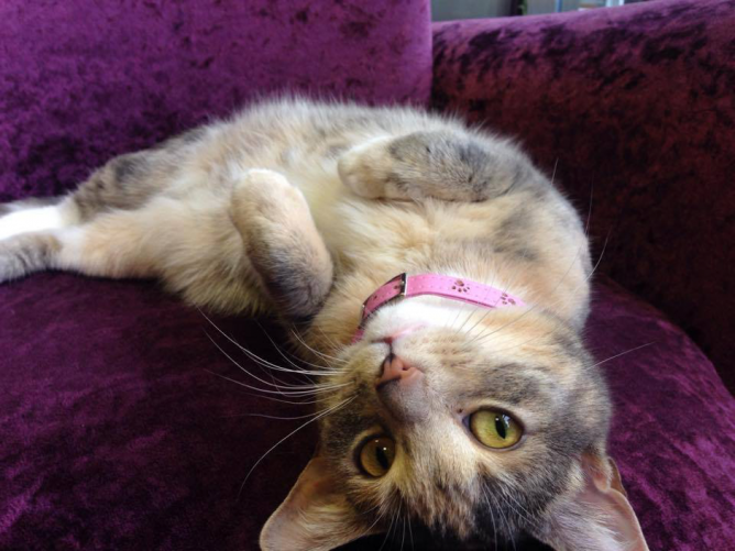 20 Gatos que se convertirán en tu maestro de la relajación