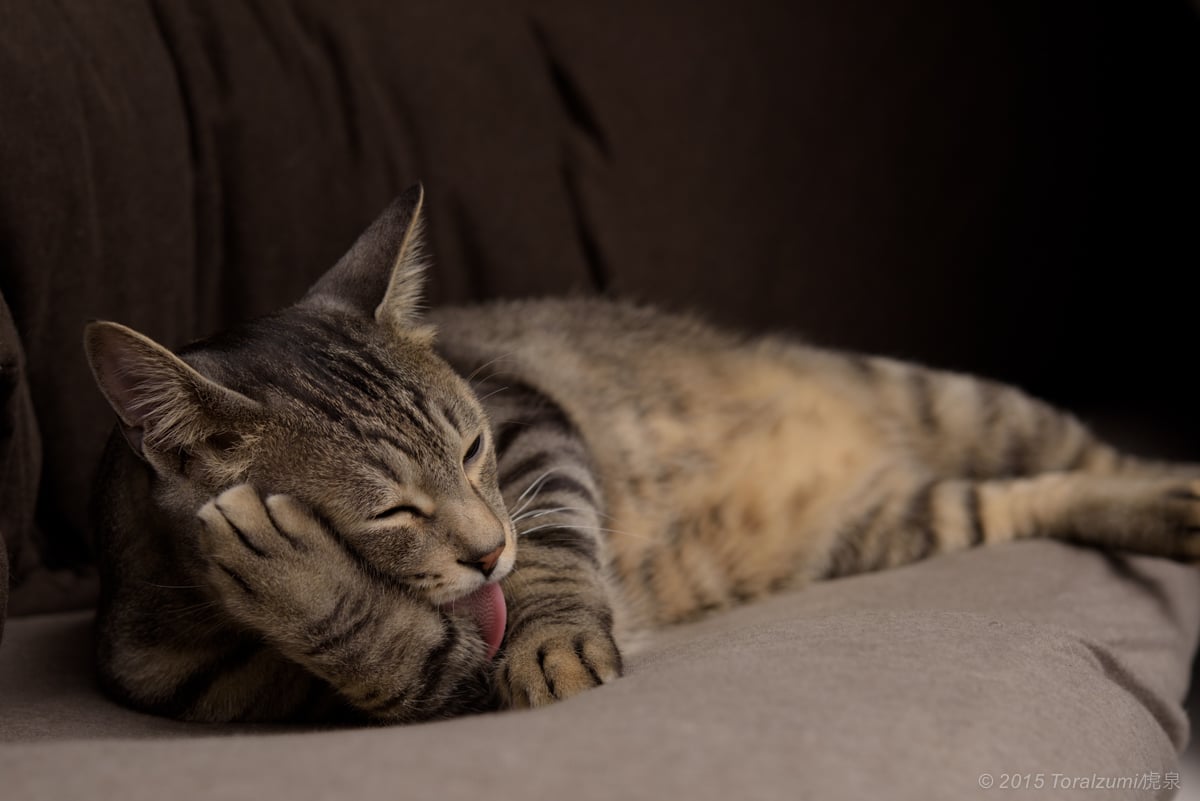 20 Gatos que se convertirán en tu maestro de la relajación
