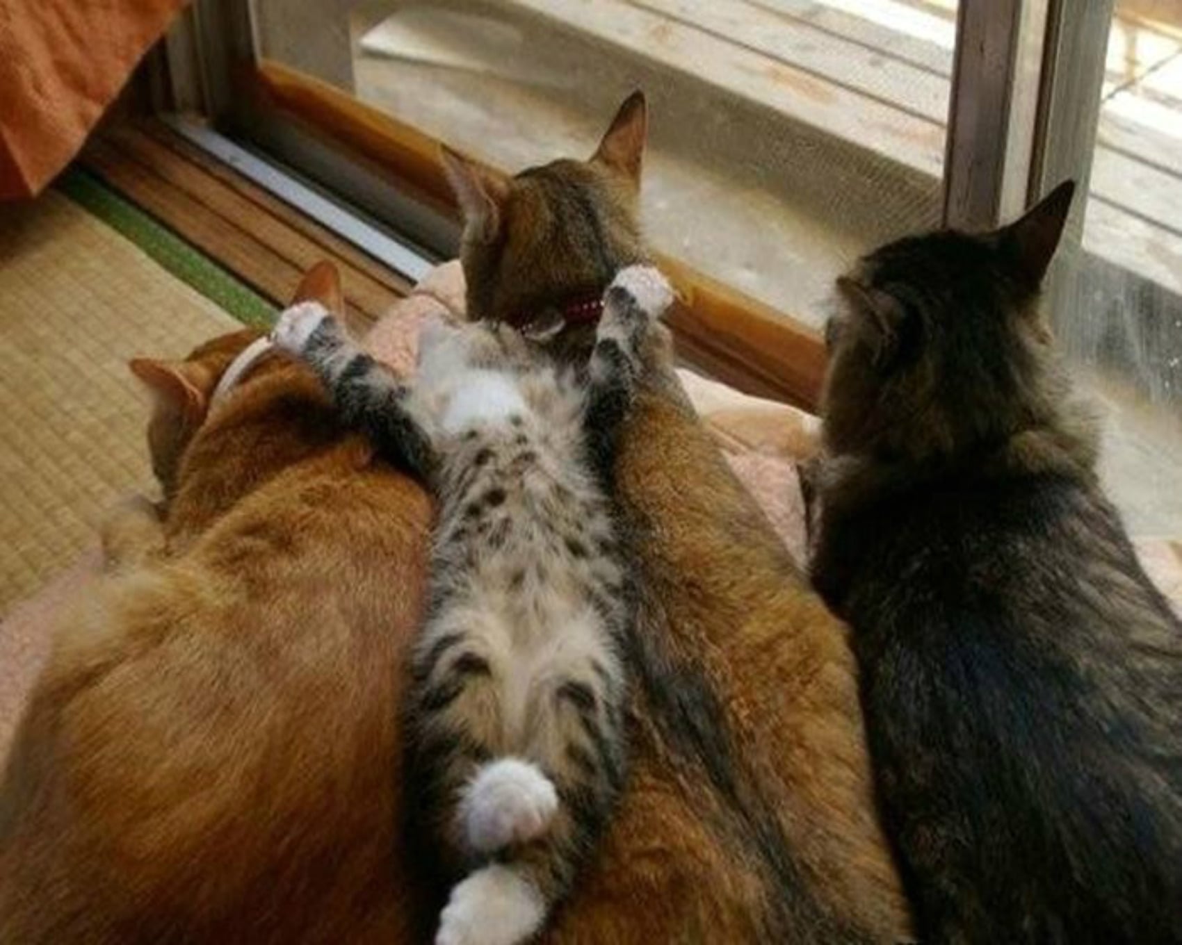 20 Gatos que se convertirán en tu maestro de la relajación