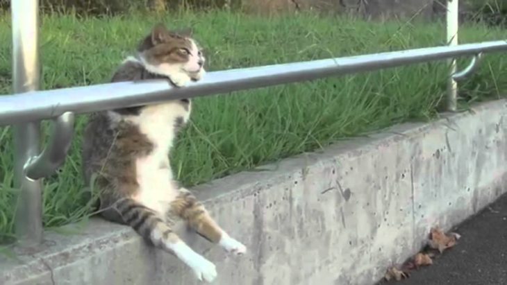 20 Gatos que se convertirán en tu maestro de la relajación