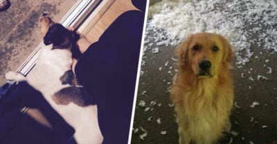 18 perros actuando tan raro que no podrías explicarlo