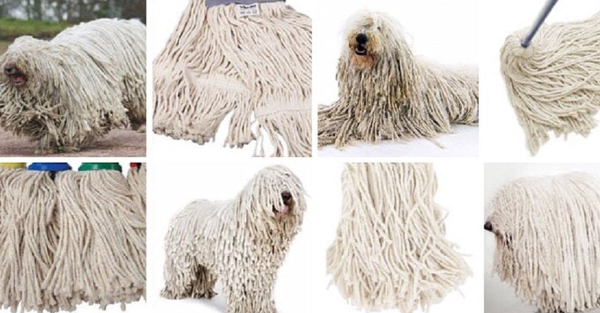 Que Son Los Perros Que Parecen Trapeadores