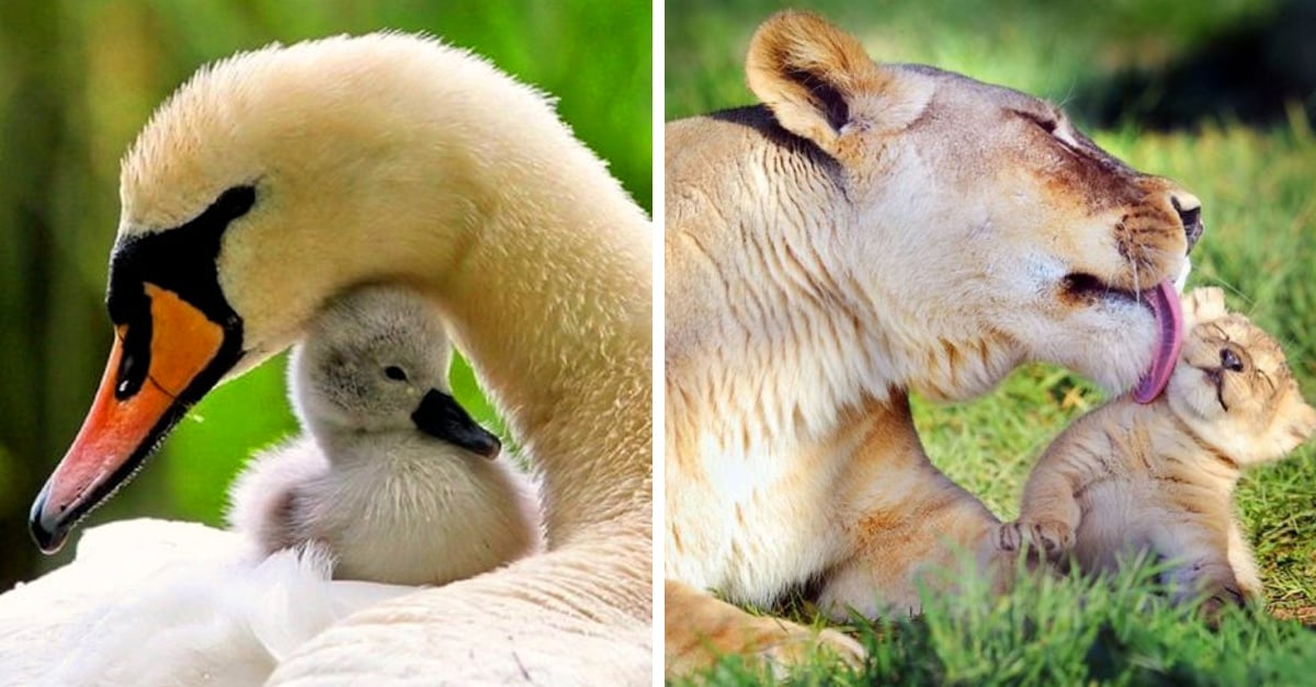 15 Fotos de mamás animales cuidando y amando a sus cachorros