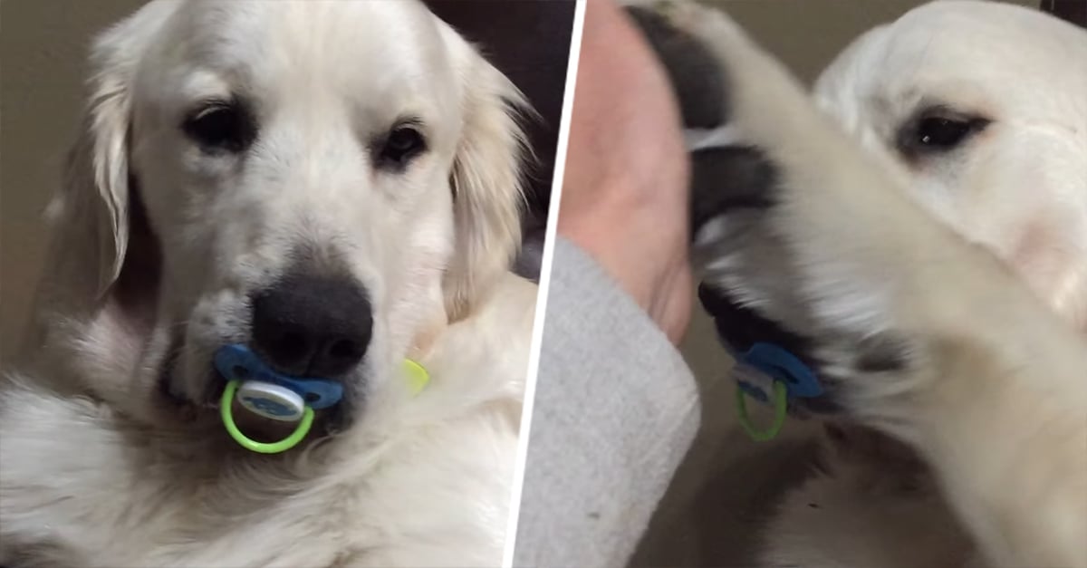Tierno perrito no quería que le quitaran su chupete