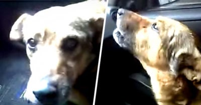 Bulldog Francés que ha conquistado las redes ¡CANTANDO!