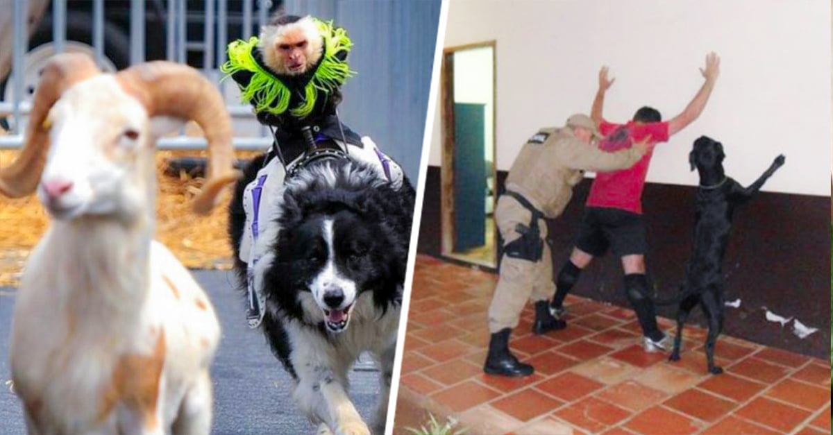 21 Divertidos memes de perros que te harán reír a carcajadas