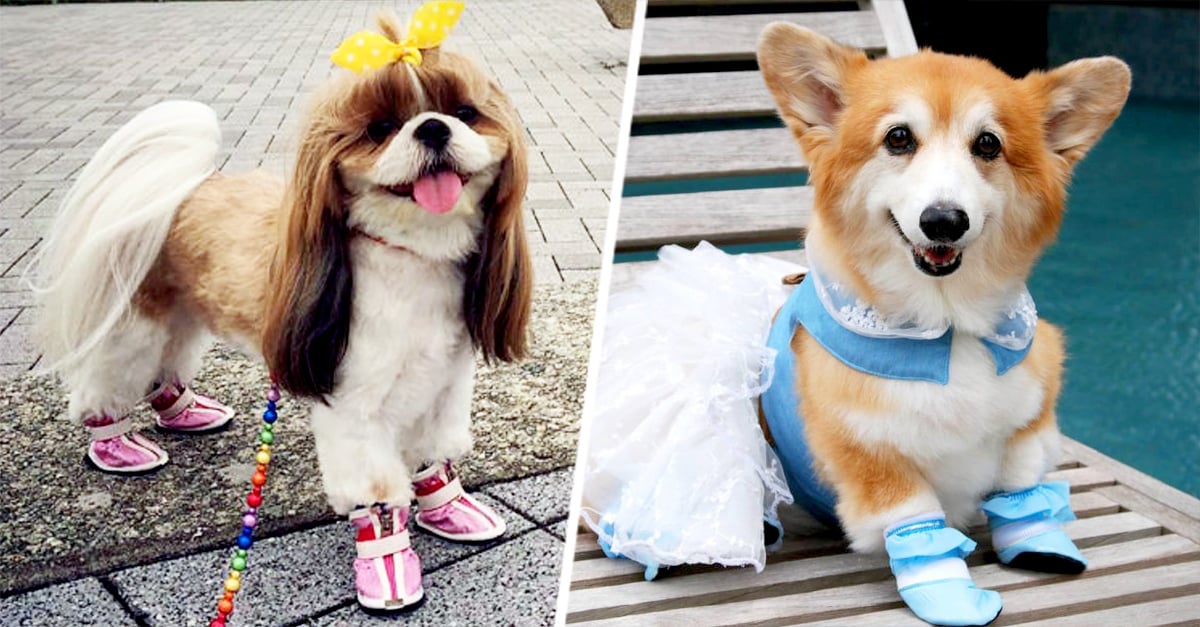 15 Fotos de perros usando zapatos especiales para amscotas