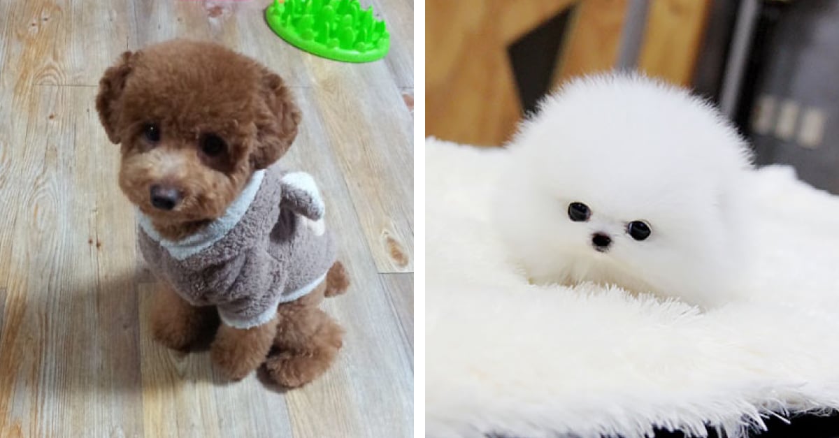 25 tiernos cachorritos, ¡estarás seguro que son de peluche!