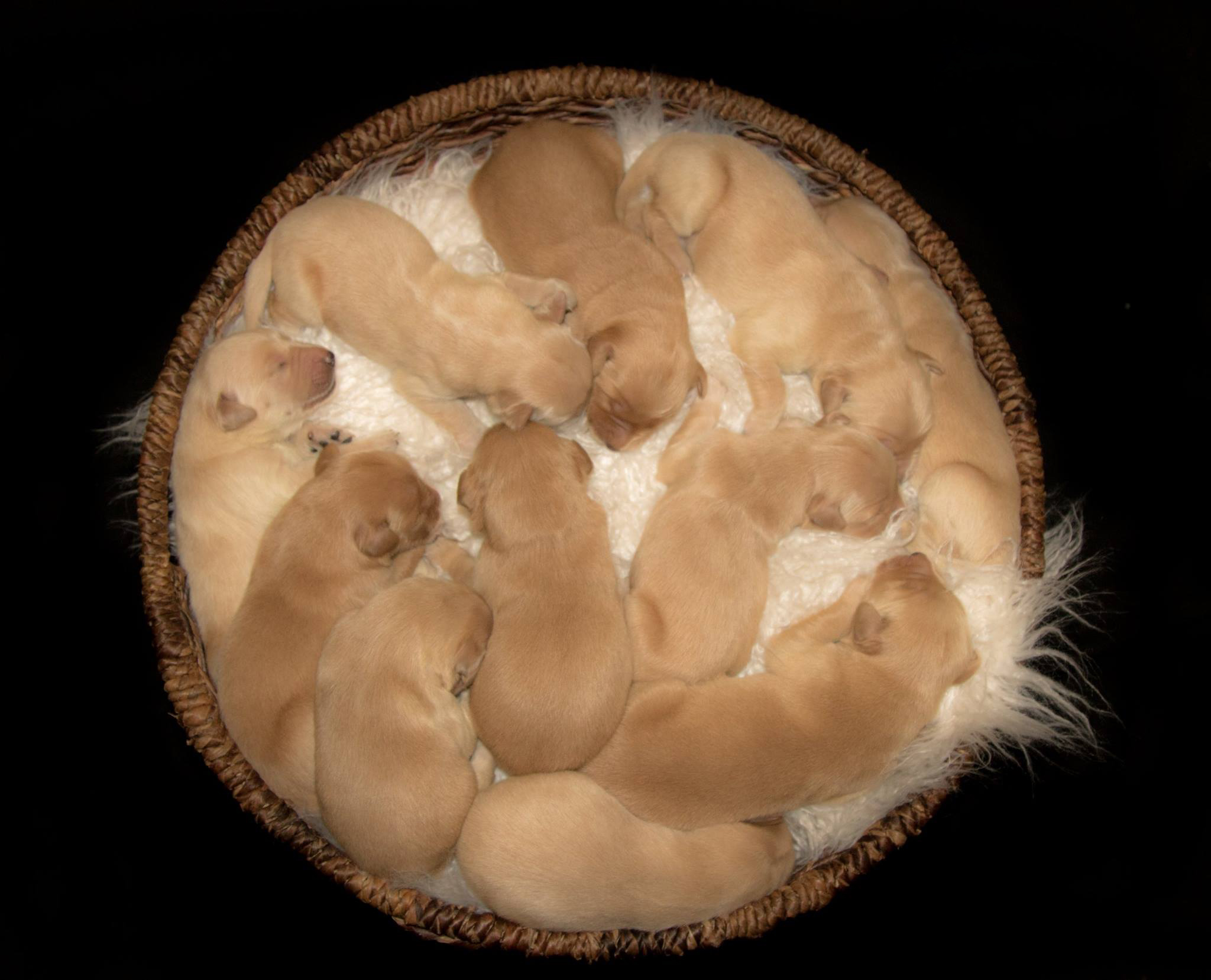 Esta perrita tuvo una tierna sesión de fotos de maternidad