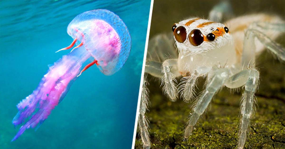 12 animales transparentes que podrían ser fantasmas