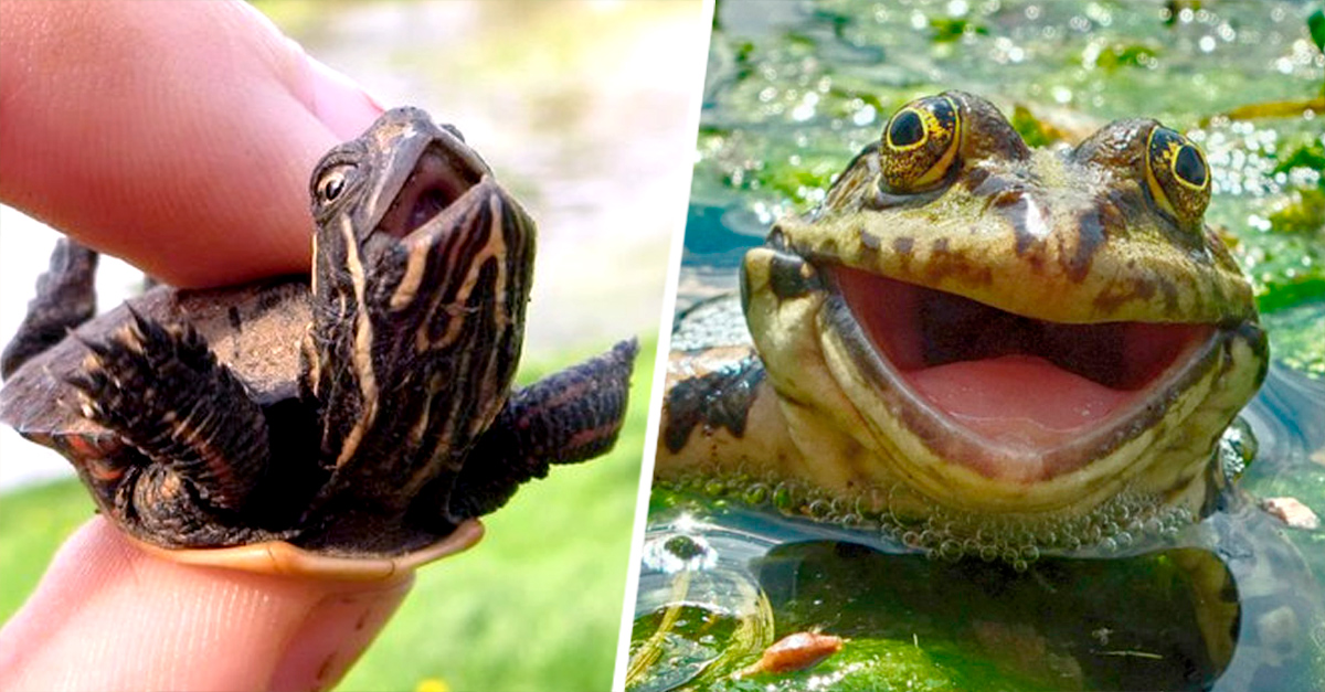 25 animales que te contagiarán su alegría con su sonrisa