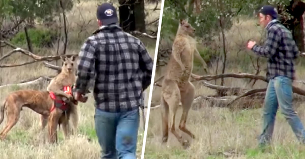 Hombre se enfrenta a un canguro para salvar a su perro