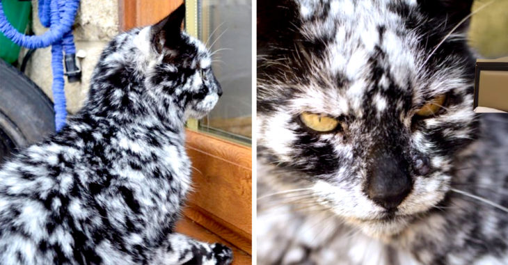 Así reacciona un gatito al ver sus orejitas en el espejo