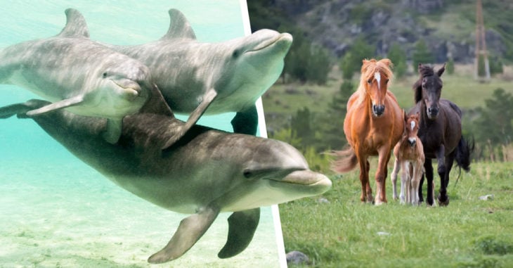 21 Fotografías aplastantes de perritos cachetones y tiernos