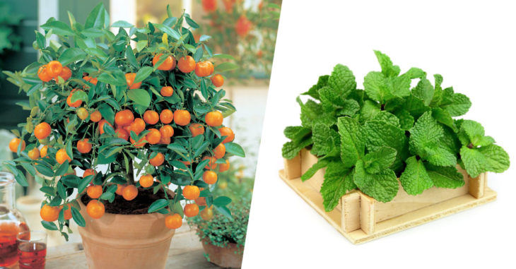 25 frutas y verduras de formas raras que parecen otra cosa