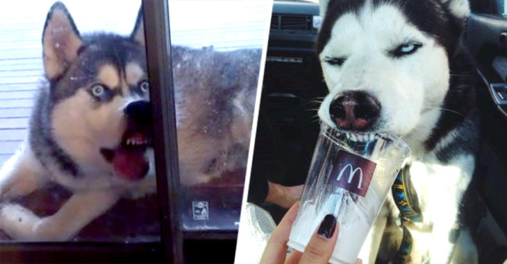 Las 15 mejores ideas para hacerte un tatuaje de tu perro