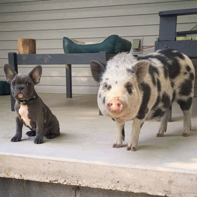 Un cerdito y un cachorro rescatados son los mejores amigos