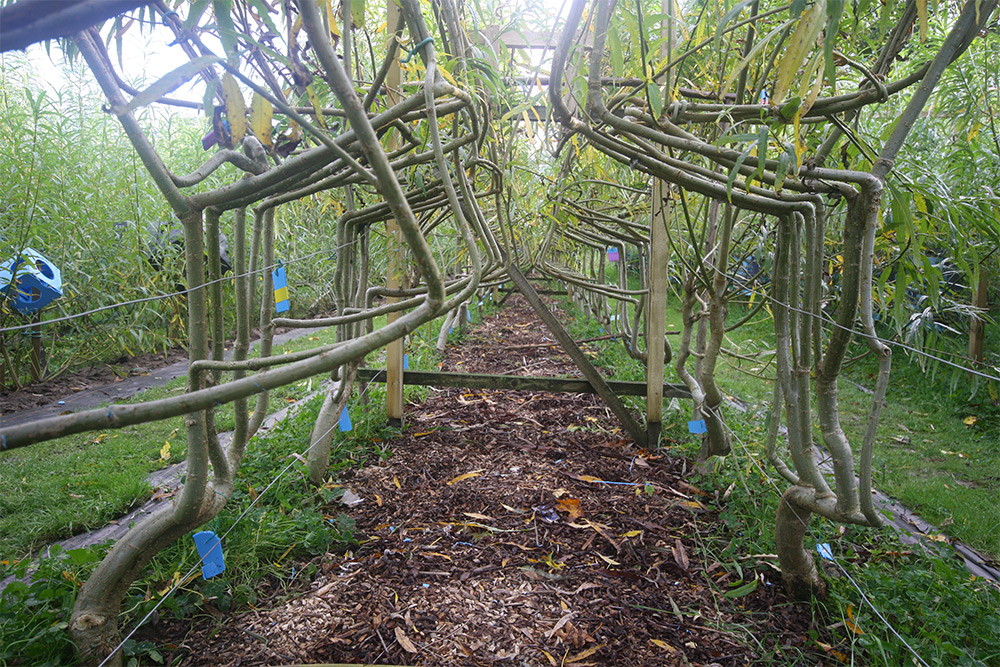 Estos árboles crecen con forma de muebles para la casa