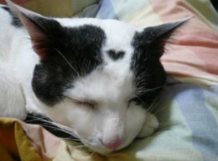 15 animales que tienen corazones en el pelaje y son tiernos