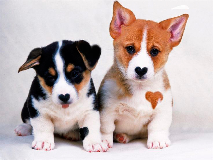 15 animales que tienen corazones en el pelaje y son tiernos
