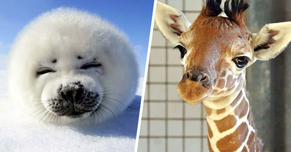 15 fotos de animales que harán que tu corazón se derrita