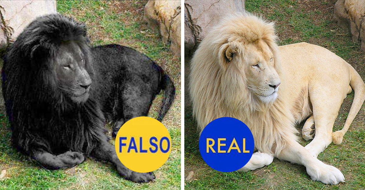 15 fotos virales que en realidad son completamente falsas