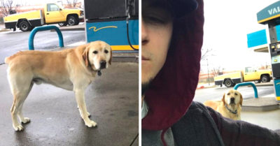 20 Veces que el perrito enojado nos leyó la mente
