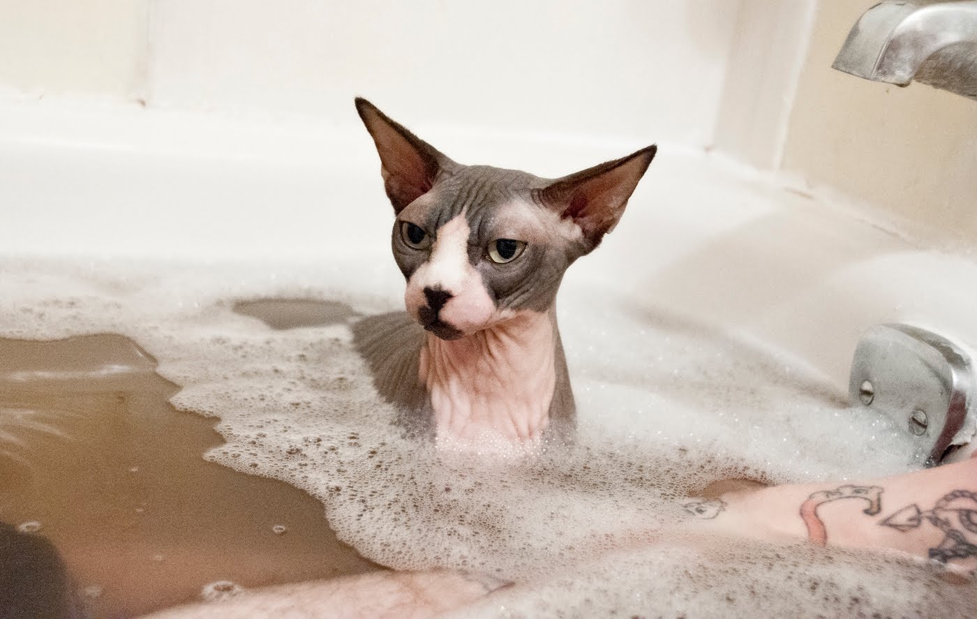 Gatos tomando un baño