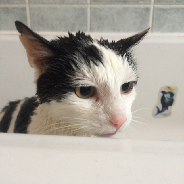 Gatos tomando un baño