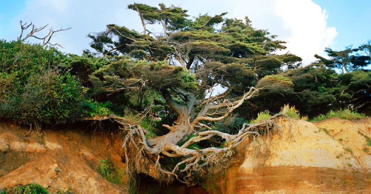 10 árboles tan hermosos que no parecen ser de este planeta