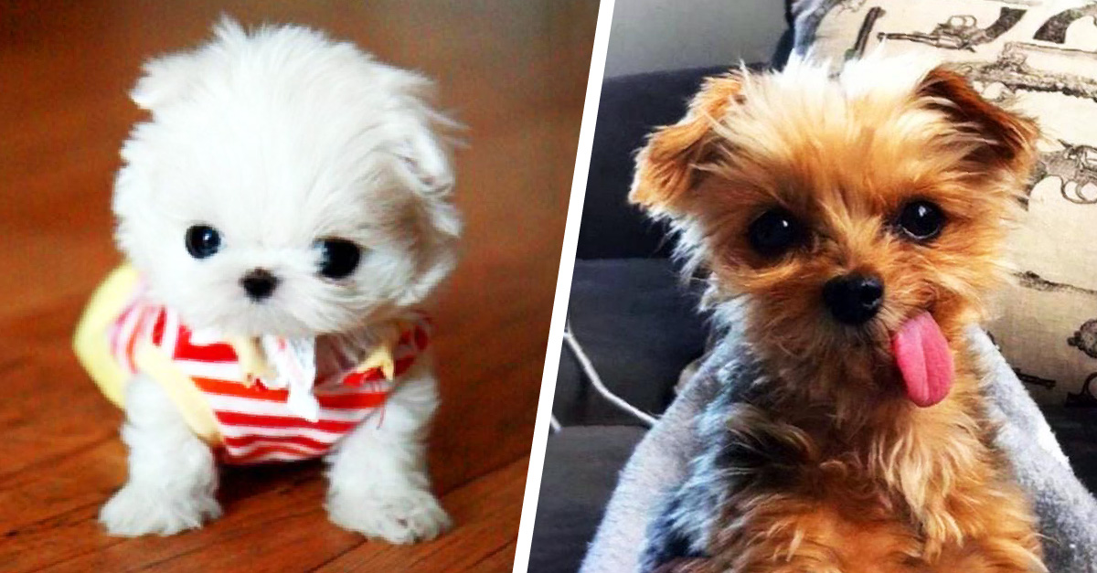 20 Perros que son demasiado bonitos para ser de este mundo