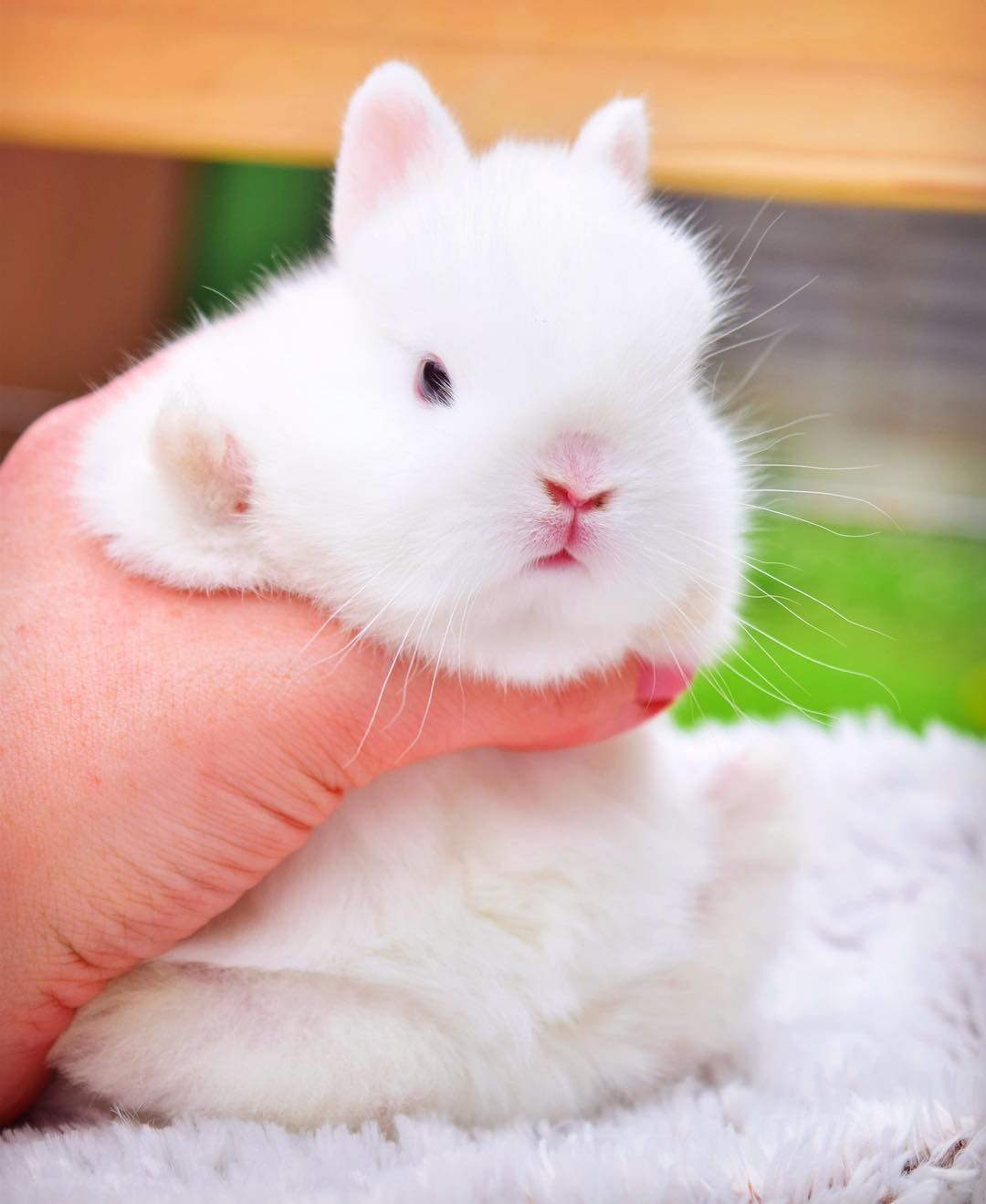 Imagenes De Conejos Tiernos Resultado De Imagen De Imagenes De Conejos