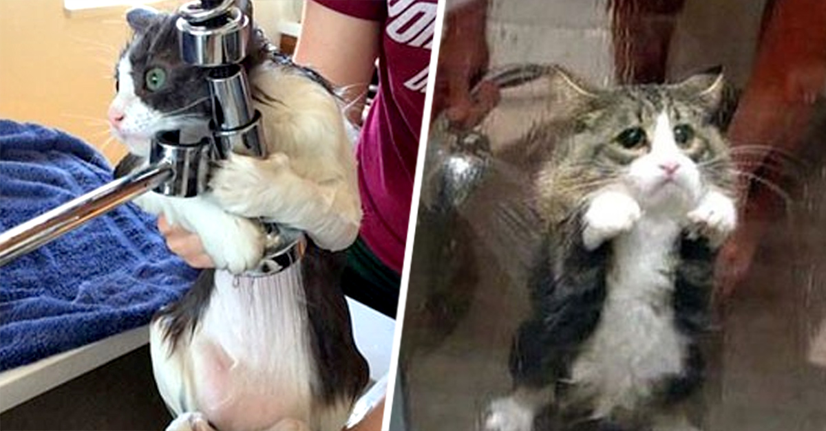 Gatos tomando un baño